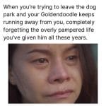 21 Funny Goldendoodle Memes Only Owners Understand