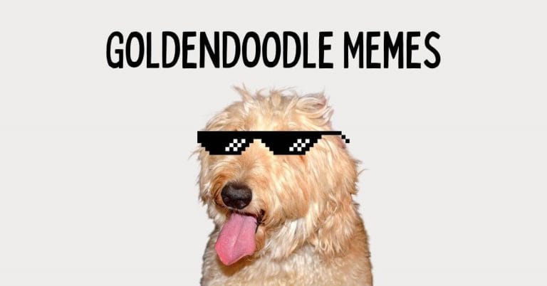 21 Funny Goldendoodle Memes Only Owners Understand