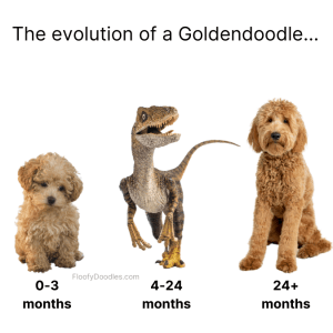 21 Funny Goldendoodle Memes Only Owners Understand
