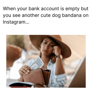 21 Funny Goldendoodle Memes Only Owners Understand