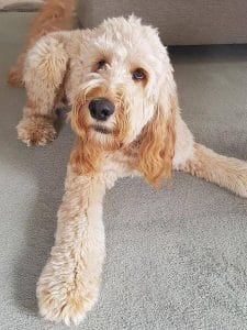 Irish Doodle: Meet The Perfect Family Dog [Breed Guide]