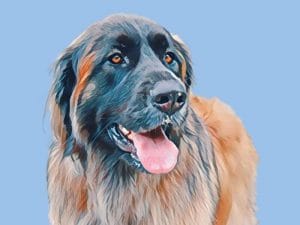 Leondoodle: The Leonberger Poodle Mix [Breed Guide]