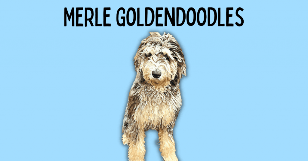 Merle Goldendoodle: The Unique Pattern Explained