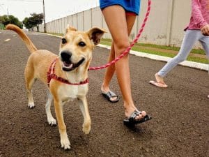 Guardian Home Program For Dogs: What You NEED To Know