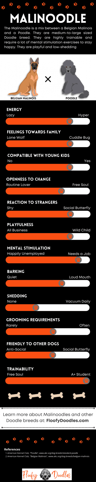 Malinoodle: Belgian Malinois Poodle Mix [Breed Guide]