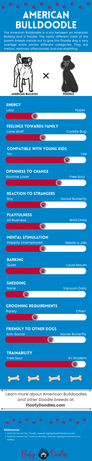 American Bulldoodle: American Bulldog Poodle Mix [Guide]