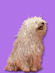 Komondoodle: The Komondor Poodle Mix [Breed Guide]