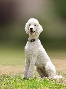 Malinoodle: Belgian Malinois Poodle Mix [Breed Guide]