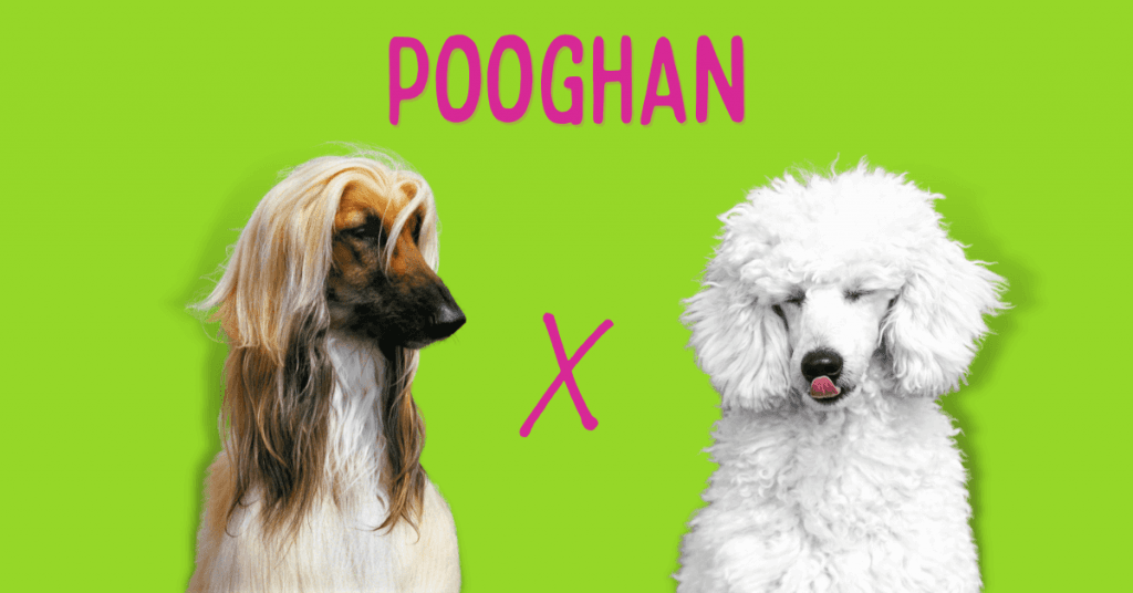 Pooghan: The Afghan Hound Poodle Mix [Breed Guide]