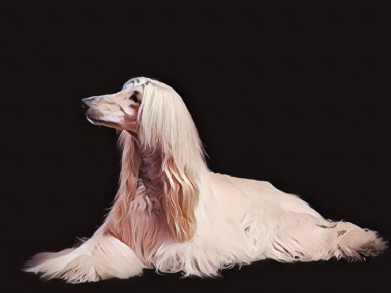 Pooghan: The Afghan Hound Poodle Mix [Breed Guide]