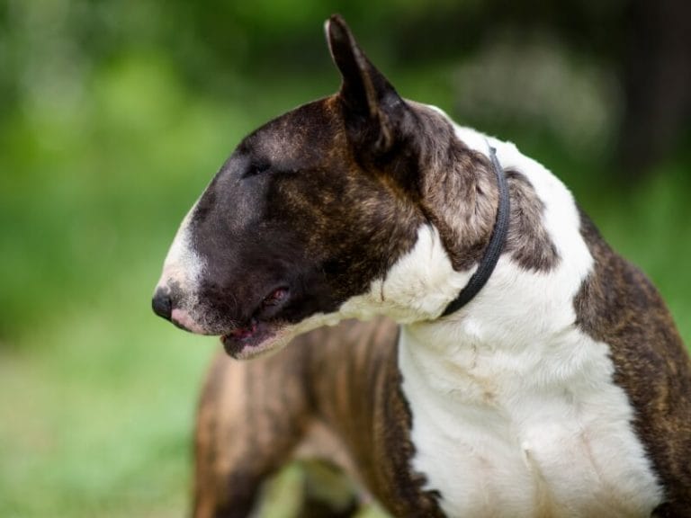 Bulldoodle: The Bull Terrier Poodle Mix [Breed Guide]