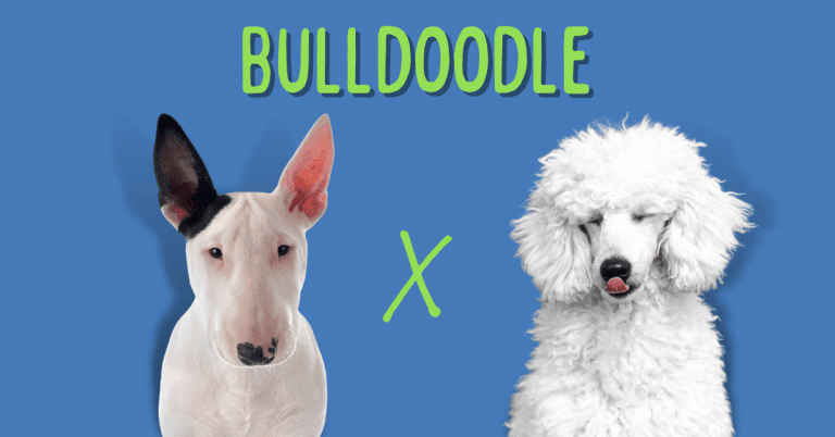 Bulldoodle: The Bull Terrier Poodle Mix [Breed Guide]