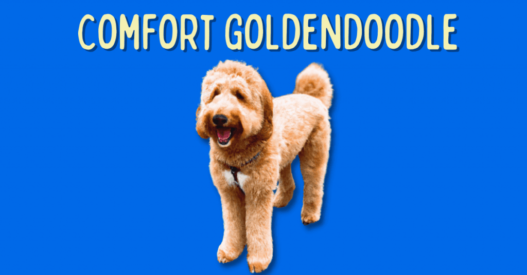 Comfort Goldendoodle 101: The Complete Breed Guide