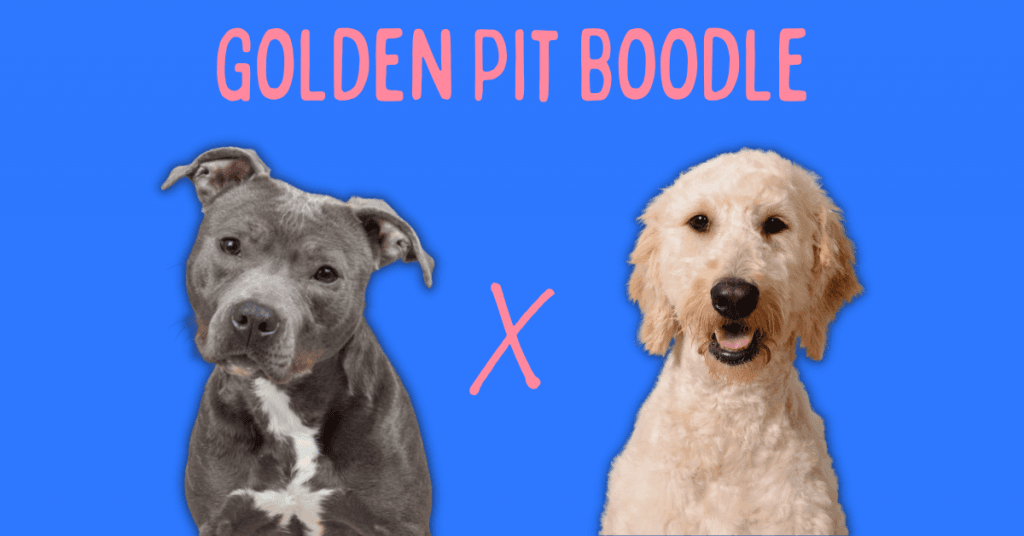 Goldendoodle Pit Bull Mix: The Golden Pit Boodle [Guide]