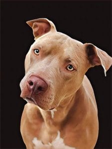 Goldendoodle Pit Bull Mix: The Golden Pit Boodle [Guide]