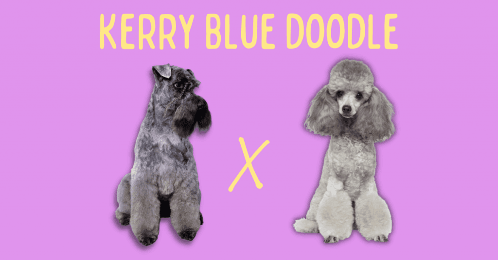 Kerry Blue Terrier Poodle Mix [Ultimate Breed Guide]