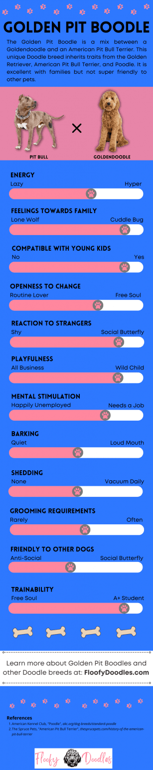 Goldendoodle Pit Bull Mix: The Golden Pit Boodle [Guide]