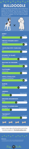 Bulldoodle: The Bull Terrier Poodle Mix [Breed Guide]