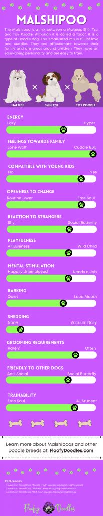 Malshipoo: Maltese x Shih Tzu x Poodle Mix [Breed Guide]