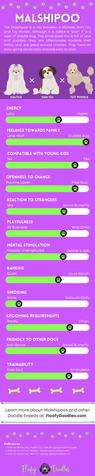 Malshipoo: Maltese x Shih Tzu x Poodle Mix [Breed Guide]