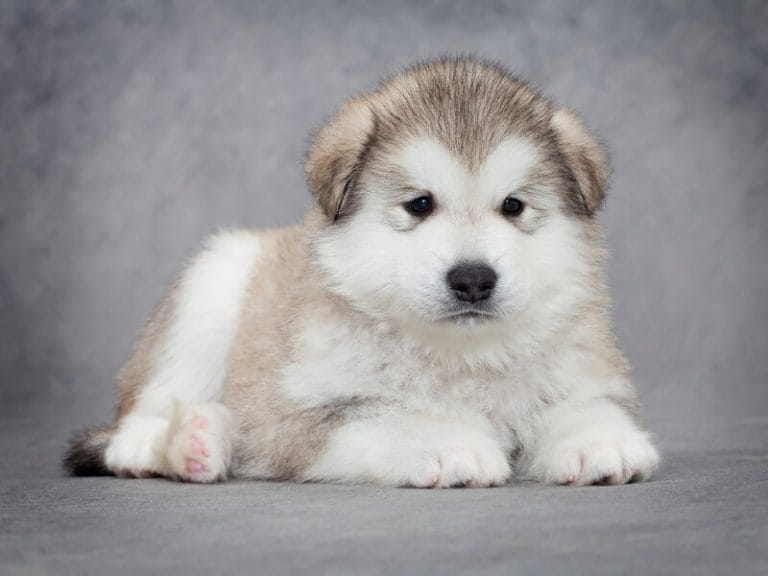 Alaskan Klee Kai Poodle Mix [Ultimate Breed Guide]