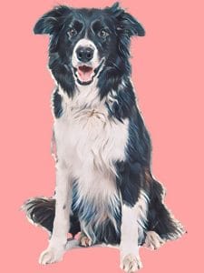 Border Collie Goldendoodle Mix [Ultimate Breed Guide]