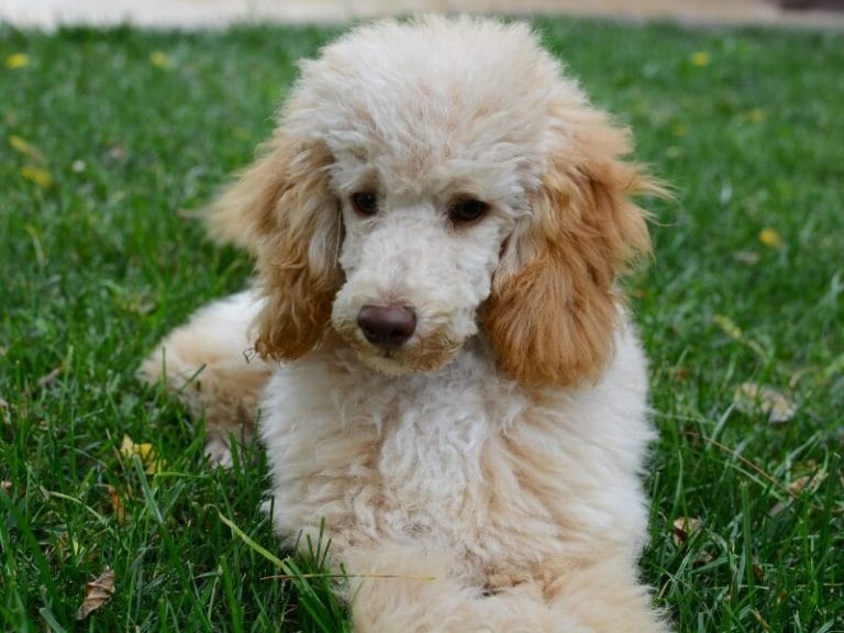 Corgi Goldendoodle Mix: A Short and Fluffy Breed Guide