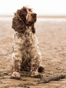 Cockapoo Shih Tzu Mix: Ultimate Breed Guide