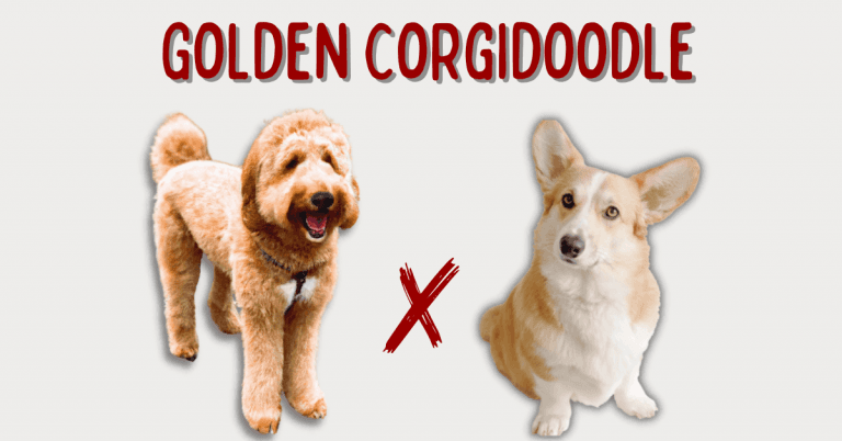 Corgi Goldendoodle Mix: A Short and Fluffy Breed Guide