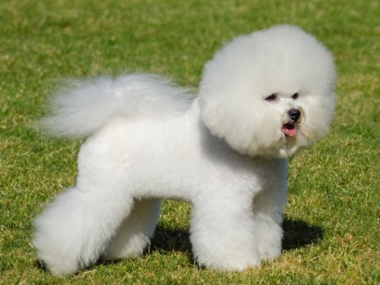 Teddy Poo (Shichonpoo): The Ultimate Breed Guide