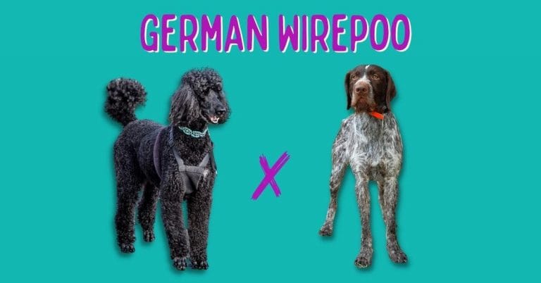 German Wirepoo: The German Wirehaired Poodle Mix