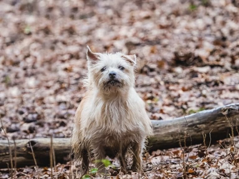 Norfipoo: Meet the Norfolk Terrier Poodle Mix [Guide]