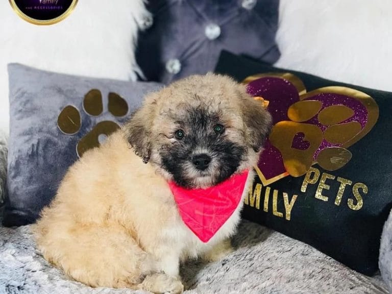 Teddy Poo (Shichonpoo): The Ultimate Breed Guide