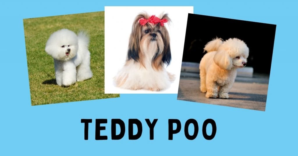 Teddy Poo (Shichonpoo): The Ultimate Breed Guide