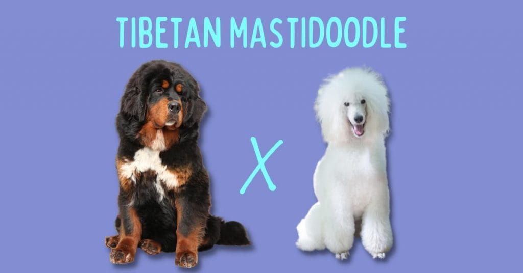 Tibetan Mastidoodle: Tibetan Mastiff Poodle Mix [Guide]