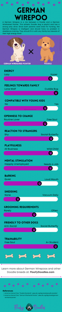German Wirepoo: The German Wirehaired Poodle Mix