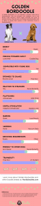 Border Collie Goldendoodle Mix [Ultimate Breed Guide]