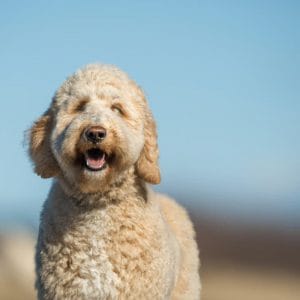 Golden Sheepadoodle: The King of Doodles (Breed Guide)
