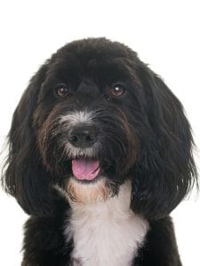 Meet the Black and White Cockapoo (With Pictures!)