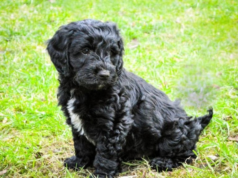 Meet the Black and White Cockapoo (With Pictures!)