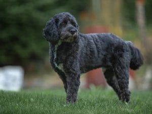 Meet the Black and White Cockapoo (With Pictures!)