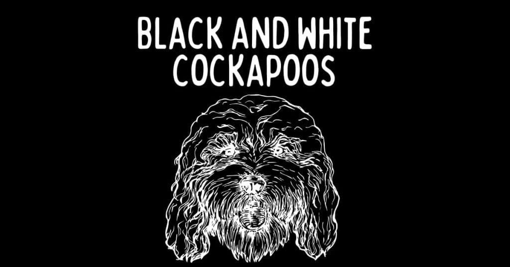 Meet the Black and White Cockapoo (With Pictures!)