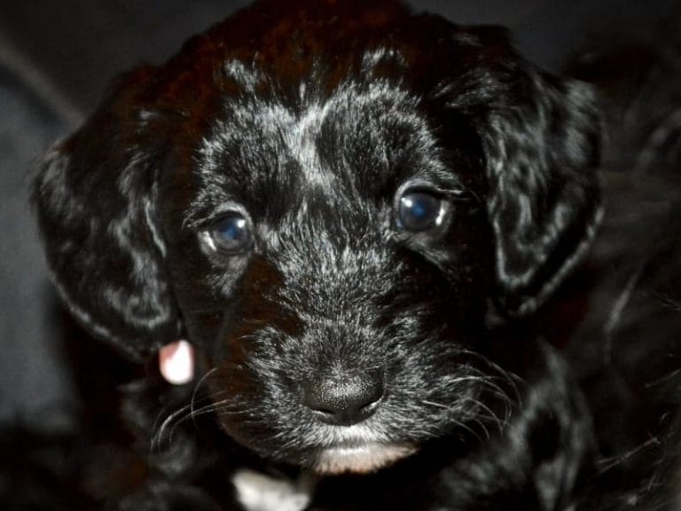 Meet the Black and White Cockapoo (With Pictures!)