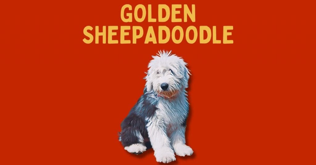 Golden Sheepadoodle: The King of Doodles (Breed Guide)