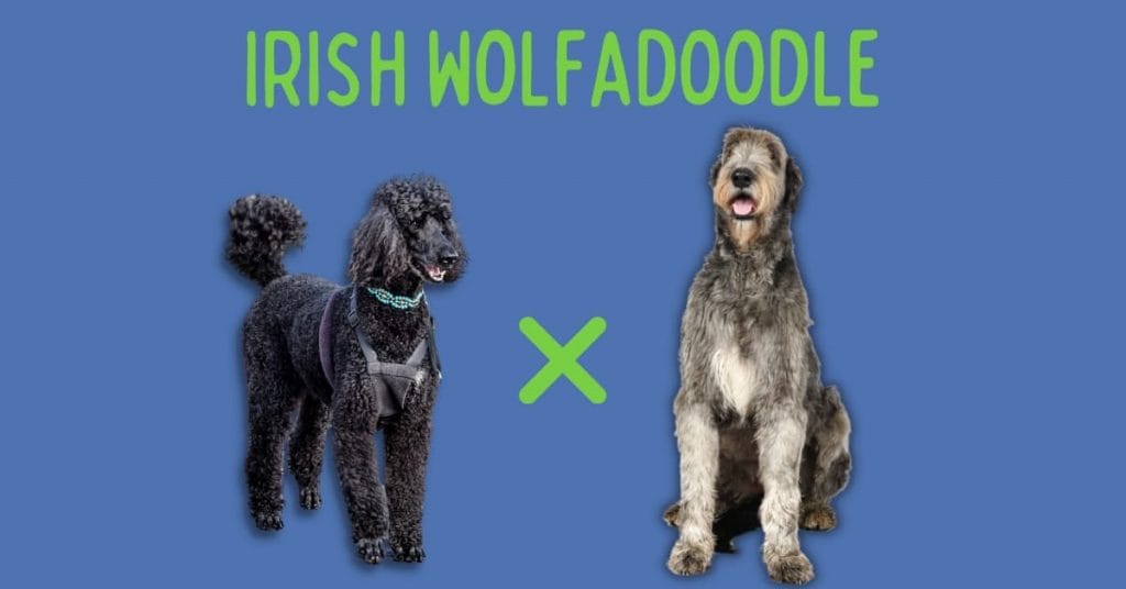 Irish Wolfhound Poodle Mix: Meet the Wolfadoodle!