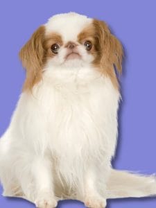 Japanese Chin Poodle Mix: Meet the Poochin! (Guide)