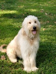 Golden Sheepadoodle: The King of Doodles (Breed Guide)