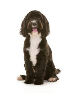 Meet the Black and White Cockapoo (With Pictures!)