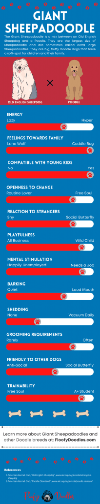 Giant Sheepadoodle: The Big Fluffy Breed Guide