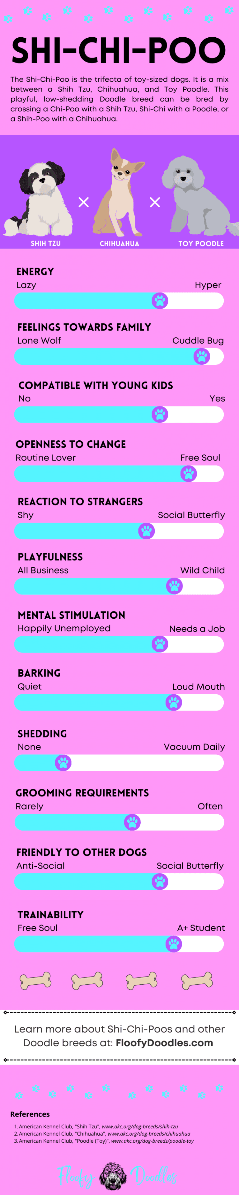 Shih Tzu Chihuahua Poodle Mix: Meet the Shi-Chi-Poo!